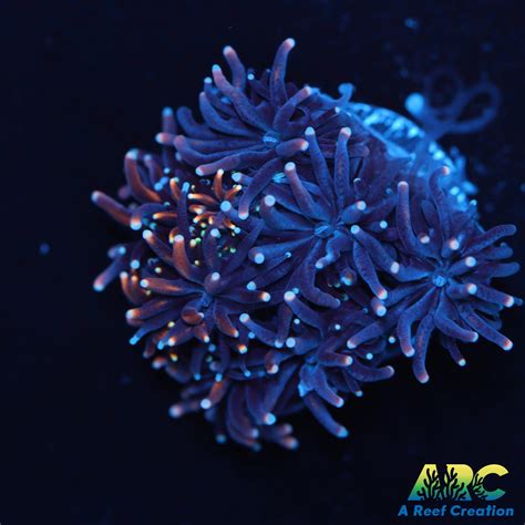 Arc Gold Galaxea A Reef Creation