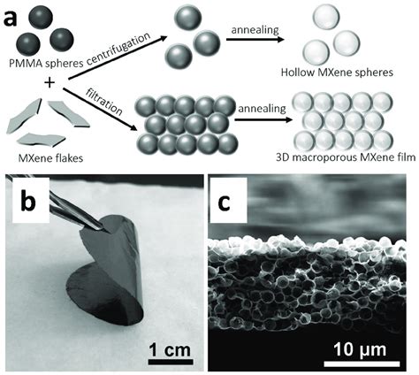A Schematic Diagram Of Synthesis Of 3d Macroporous Mxene Film B Download Scientific