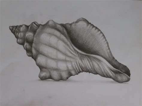 Seashell Drawing With Graphite Pencil