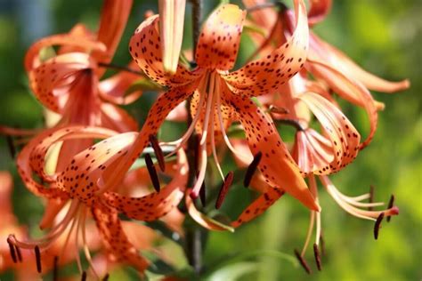 Tiger Lily Meaning In The Language Of Flowers Petal Republic