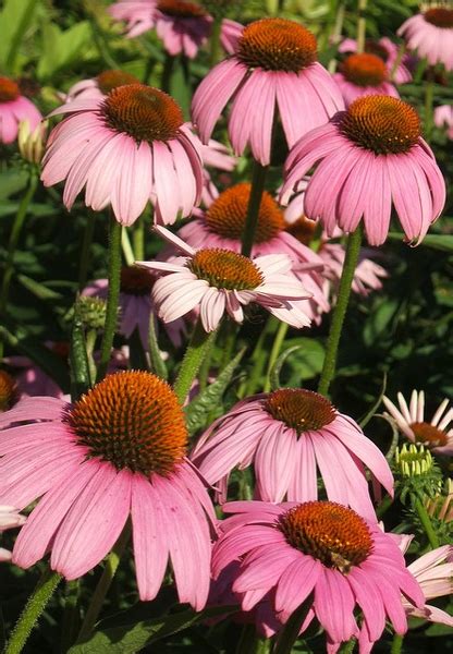 Echinacea Angustifolia