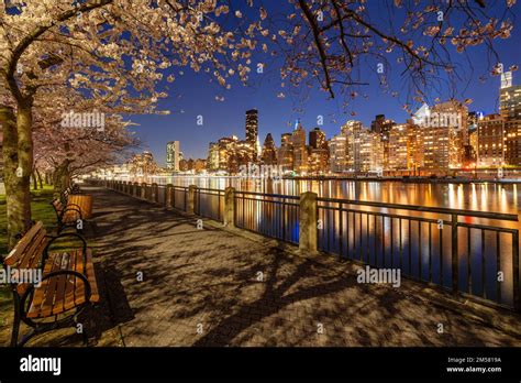 Spring Evening On The Roosevelt Island Promenade With Cherry Trees In