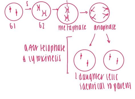 Bio 171 Lec 14 15 Flashcards Quizlet