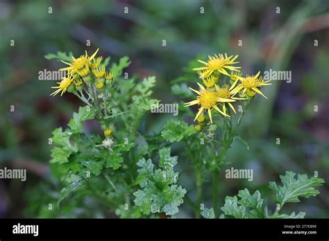 Jacobaea Vulgaris Also Called Senecio Jacobaea Commonly Known As Common Ragwort Stinking