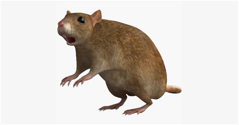 Spotted Rat In Upright Posture 3d Incl Animal And Fur Envato