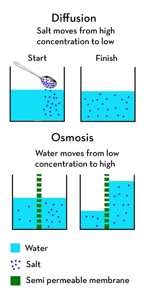 Diffusion Vs Osmosis In Cell Biology Water Movement Explained