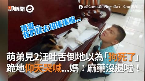 見吉娃娃吐舌倒地 泰國萌弟以為狗死了 仰天哭喊 媽：麻藥沒退啦｜寵物｜狗狗 Youtube