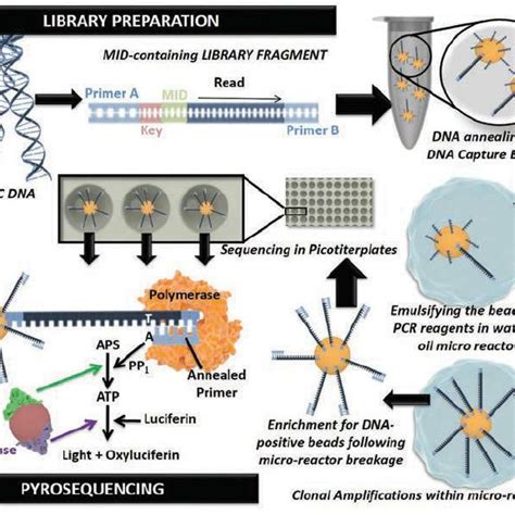 Terminal Oxidation Pathway Of Alkane Degradation Alkane Monooxygenase