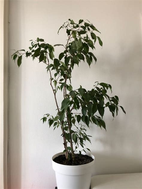Ficus Benjamina Weeping Fig Large Indoor Plants Indoor Plants Plants