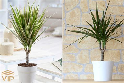 همه چیز درباره گل دراسنا روش های نگهداری و تکثیر در خانه