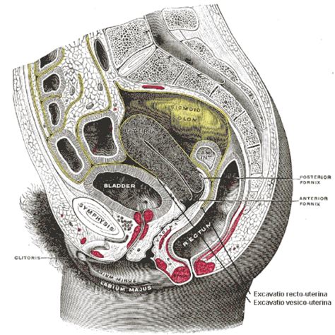 Rectouterine Pouch Wikipedia
