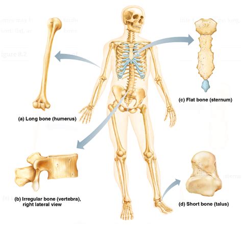 Bone Classification Diagram Quizlet