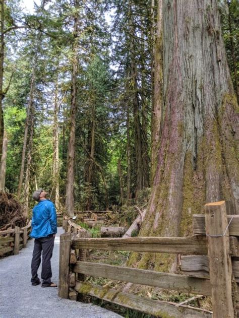 Ultimate Guide To Cathedral Grove Bc Vancouver Island