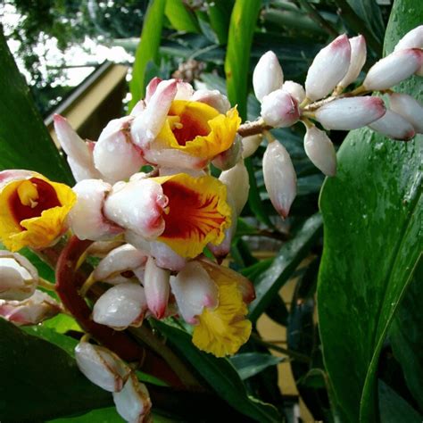 Alpinia Galangal Alpinia Speciosa By Amar Kushwaha Flower Message