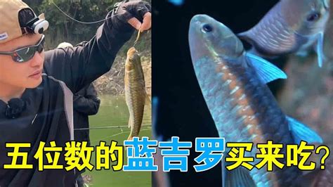 花上万块买一条蓝吉罗，大爷竟说是拿来吃的！这下可把小刚心疼坏了！蓝吉罗钓鱼养鱼【小刚学长】 Youtube