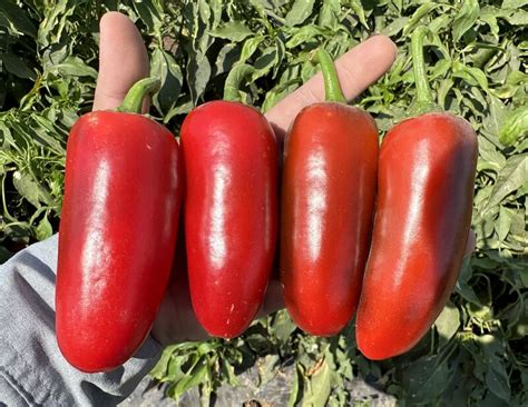 At Sierra Seed We Handle Excellent Materials Of Hot Peppers Which Work