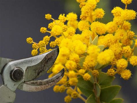 Mimosa Tree Varieties The Most Beautiful Acacia Species