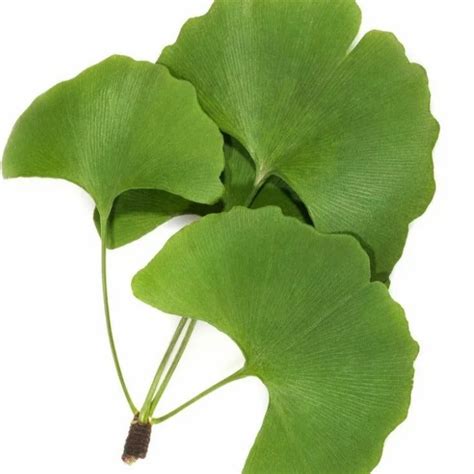 Ginkgo Biloba Leaf Extract At ₹ 281700 Ginkgo Biloba Extract Id