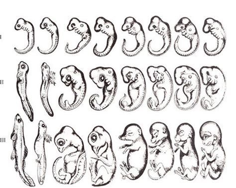 Embryo Guessing Game 7th 9th Grade Quiz Quizizz