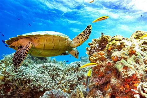 Discover Fijis Sea Turtles Hawksbill And Green Turtle Conservation