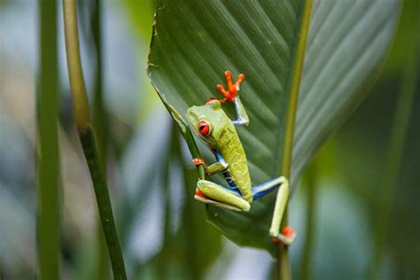 Red Eyed Tree Frog