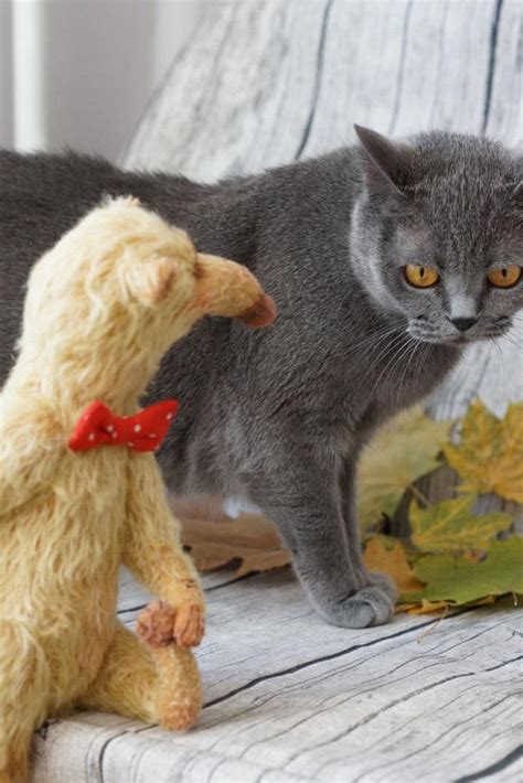 Ignas By Elena Lenart Tedsby