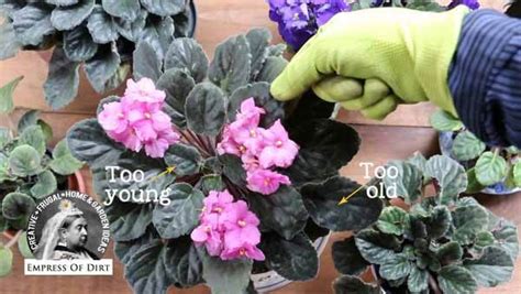 How To Propagate African Violets Step By Step Tutorial African