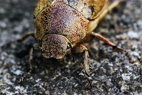 Beetle Project Noah