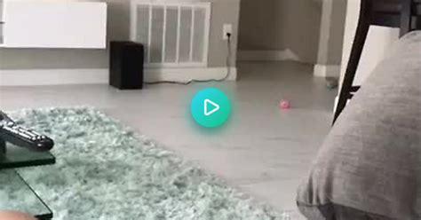 Dramatic Cat Album On Imgur