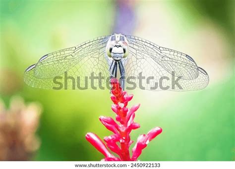 Dragonfly Looking Straight At Camera Over Royalty Free Licensable Stock Photos Shutterstock