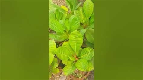 Gul E Cheen🔥 Shorts Youtubeshorts Greengardenideas Shortsvideoviral Youtube