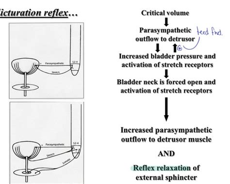 Lec 6 Bladder Control Flashcards Quizlet