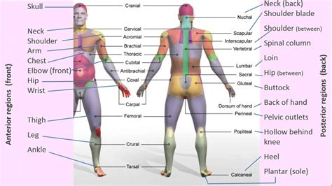 Anatomical Regions Dr Madden Youtube