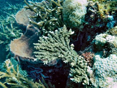 Scleractinian Settlement On The Free Hard Substrate In The Former Zone