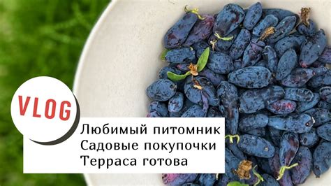 Что покупаем в Бауцентр | Урожай жимолости | Садовая мебель - YouTube