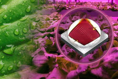 Cree Launches New Red Led For Horticulture Compound Semiconductor News