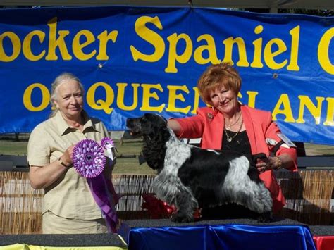 National Cocker Spaniel Council Australia