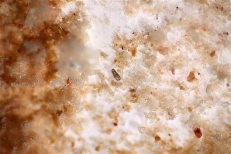 Microplastics Inside The Soil Concept Of Global Warming And Climate