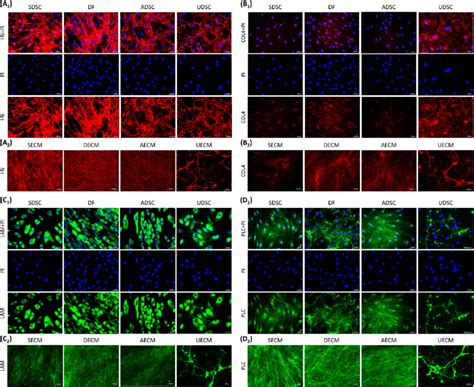 Immunofluorescence Of Matrix Proteins Including Fibronectin Fn A 1 A Download Scientific