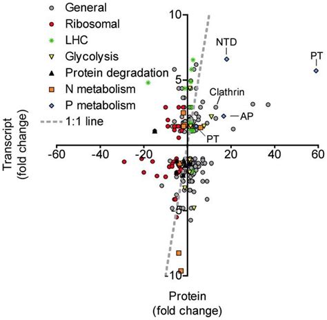 Protein Versus Transcript Abundances Scatter Plot Comparing The