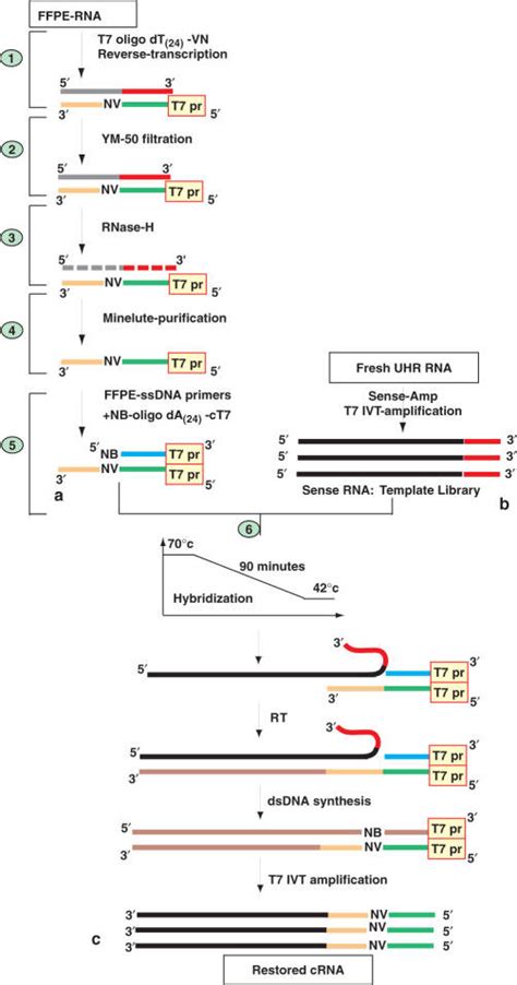 Complementary Template Reverse Transcription Ct Rt Of Single Stranded Download Scientific