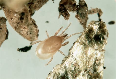 Stratiolaelaps Scimitus Refona Breeding