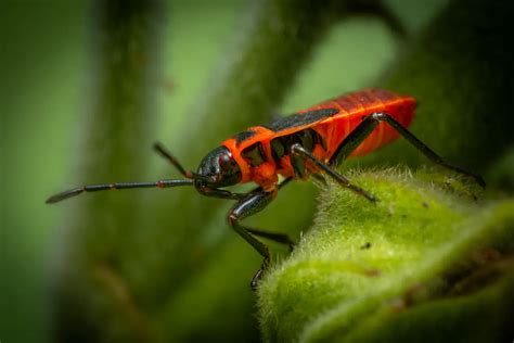 European Firebug Small Beings
