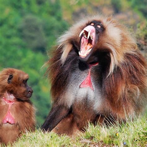 Gelada Baboon Attack