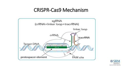Crispr Cas9 Mediated Genome Editing A Comprehensive Review With