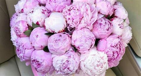 Pion Gul Haqida Malumotlar