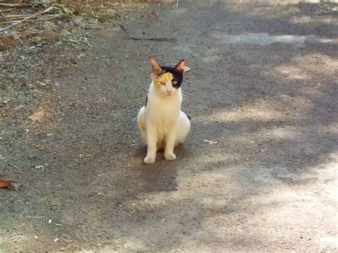 My Cat In Isolation Pet Cat Exterior Photo Background And Picture For