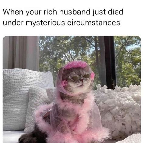 Pin By Diane Garland On Cats Cat Memes Fancy Cats Pretty Cats