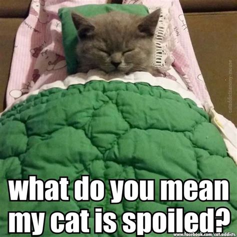What Do You Mean My Cat Is Spoiled