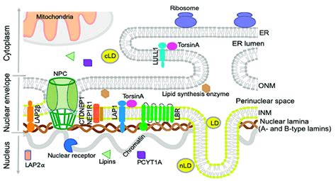 The Organization Of The Nuclear Envelope And Endoplasmic Reticulum